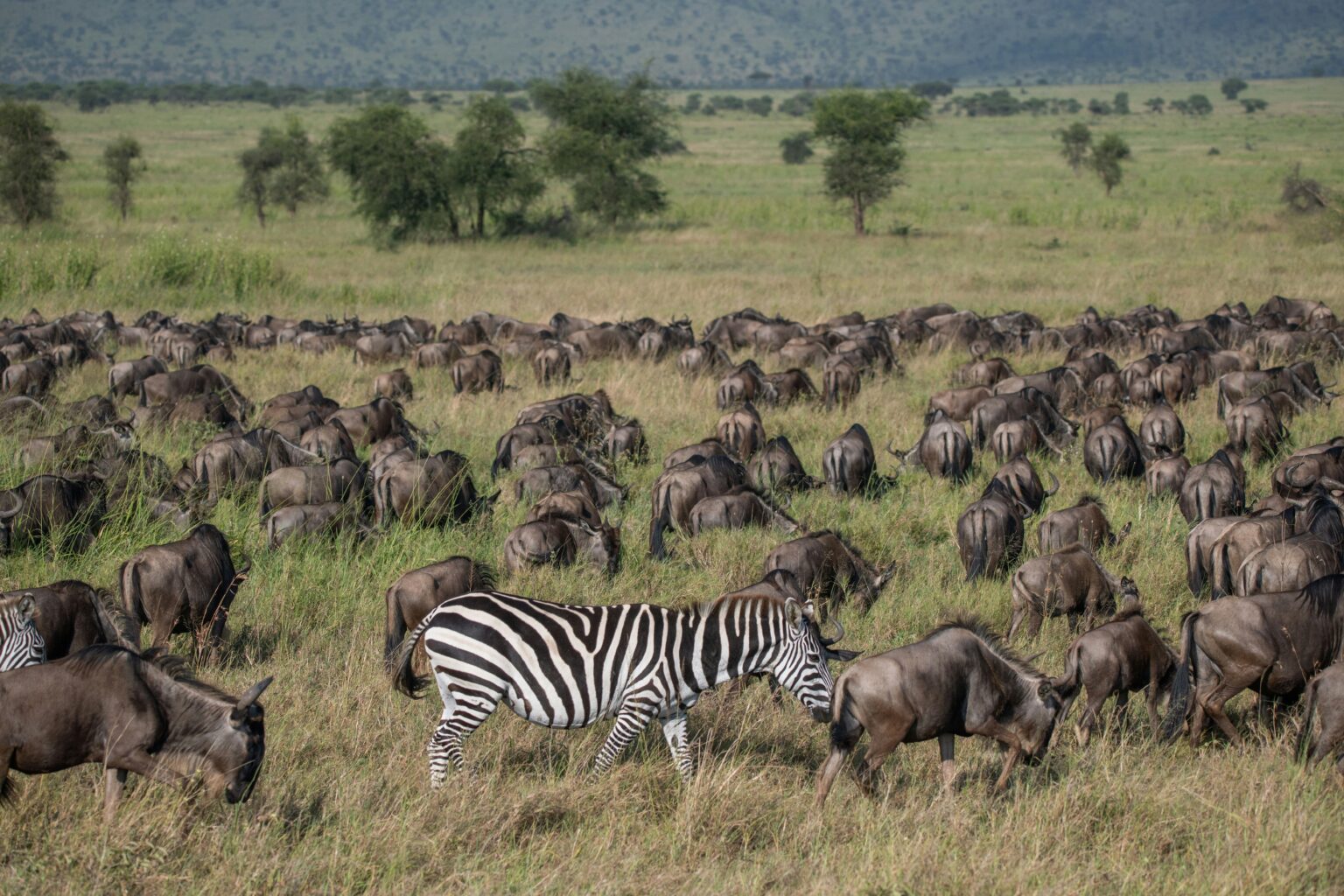 La Gran Migración en Tanzania: cuándo, dónde y cómo vivir este fenómeno ...